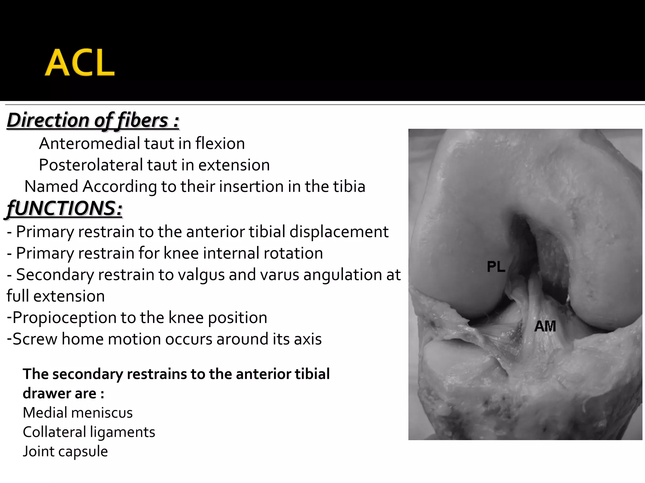 Knee ligaments | PPT