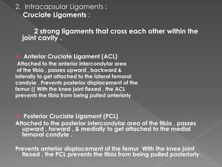 Knee muscles & movement | PPTX