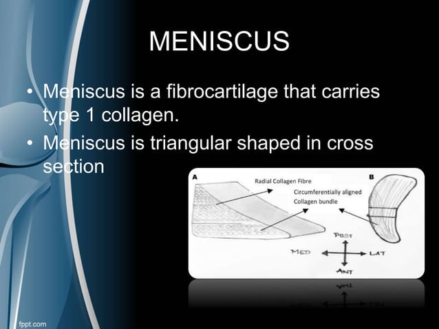 Meniscal Injuries | PPTX | Death, Injury, or Military Conflict ...