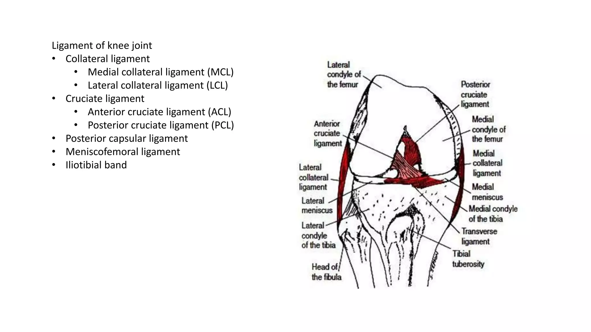 BIOMECHANICS & PATHOMECHANICS OF KNEE JOINT AND PATELLOFEMORAL JOINT | PPTX