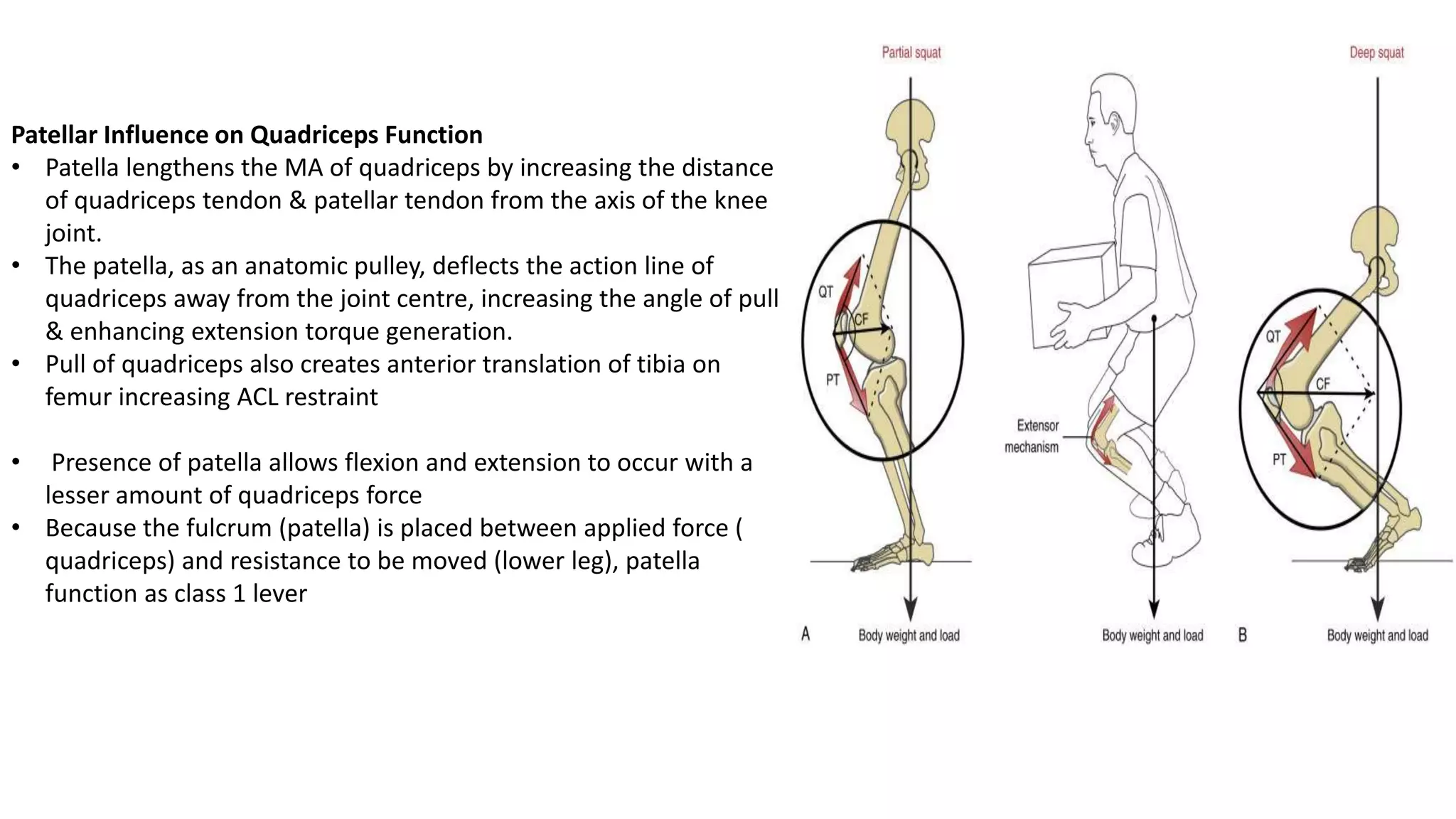 BIOMECHANICS & PATHOMECHANICS OF KNEE JOINT AND PATELLOFEMORAL JOINT | PPTX