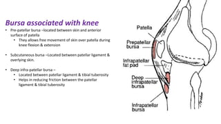 BIOMECHANICS & PATHOMECHANICS OF KNEE JOINT AND PATELLOFEMORAL JOINT | PPTX