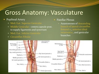 Knee Problems and Knee Injuries Overview | PPTX