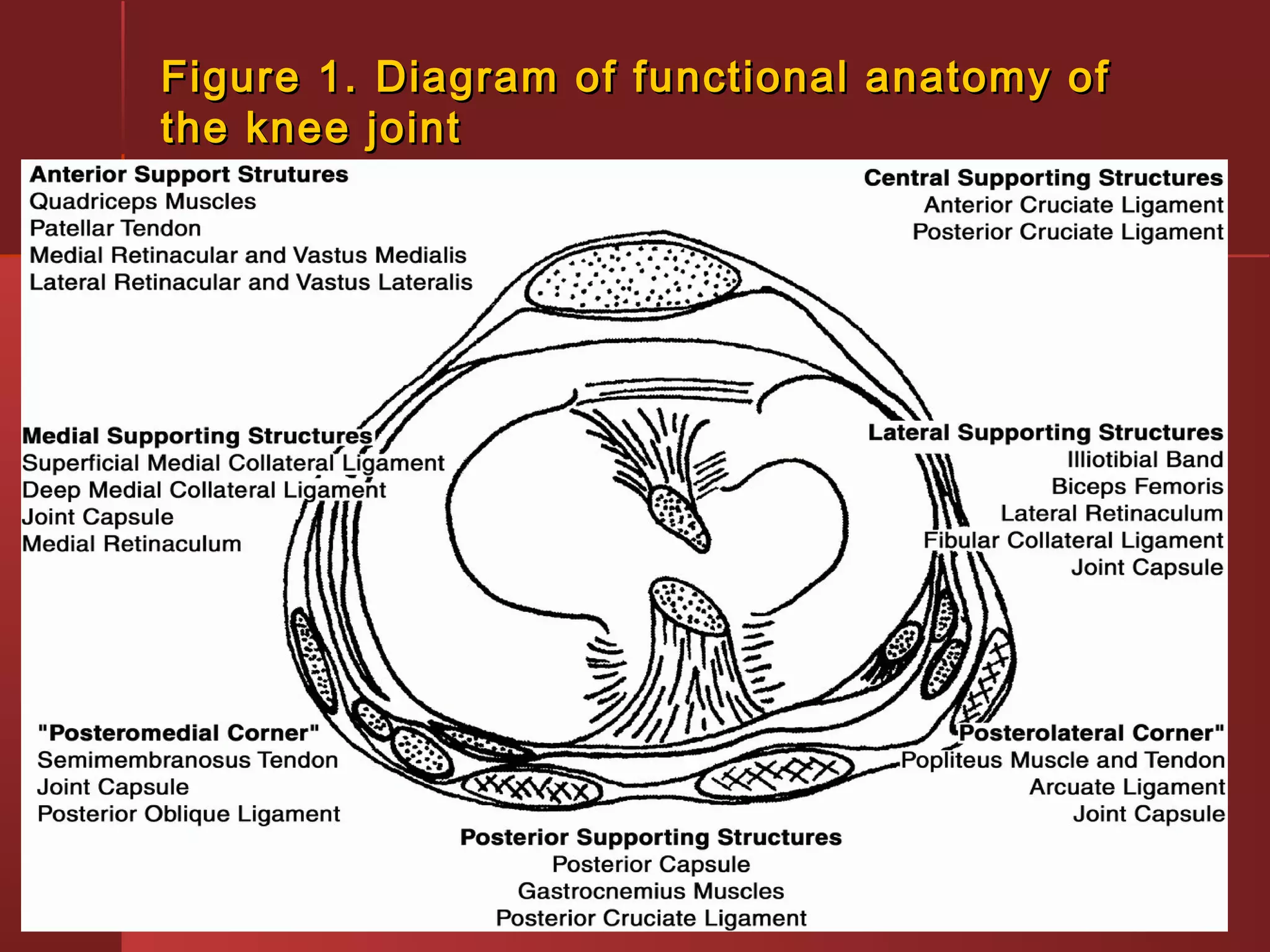 Knee trauma | PPT