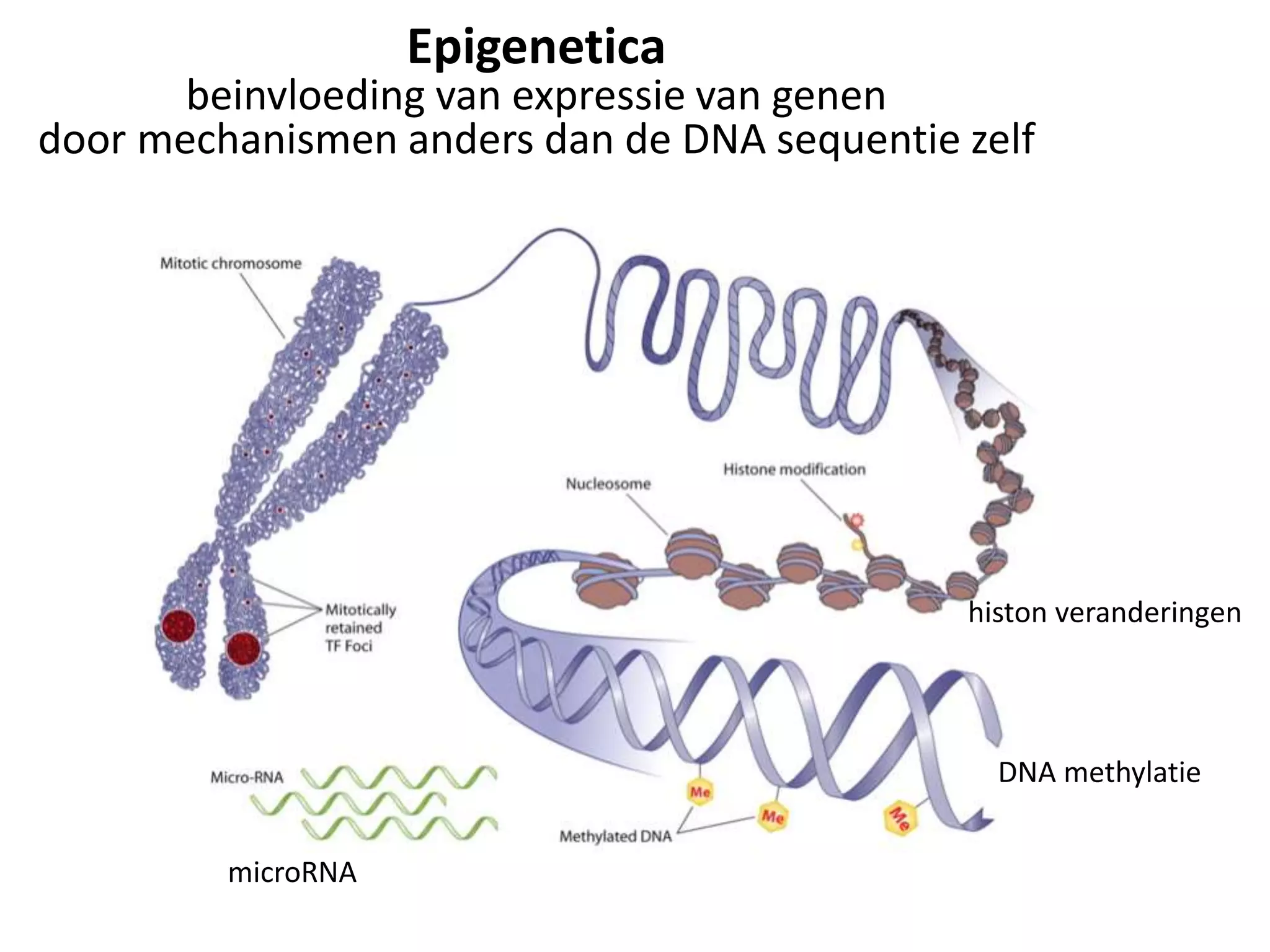Neurobiologie van trauma en veerkracht | PPTX