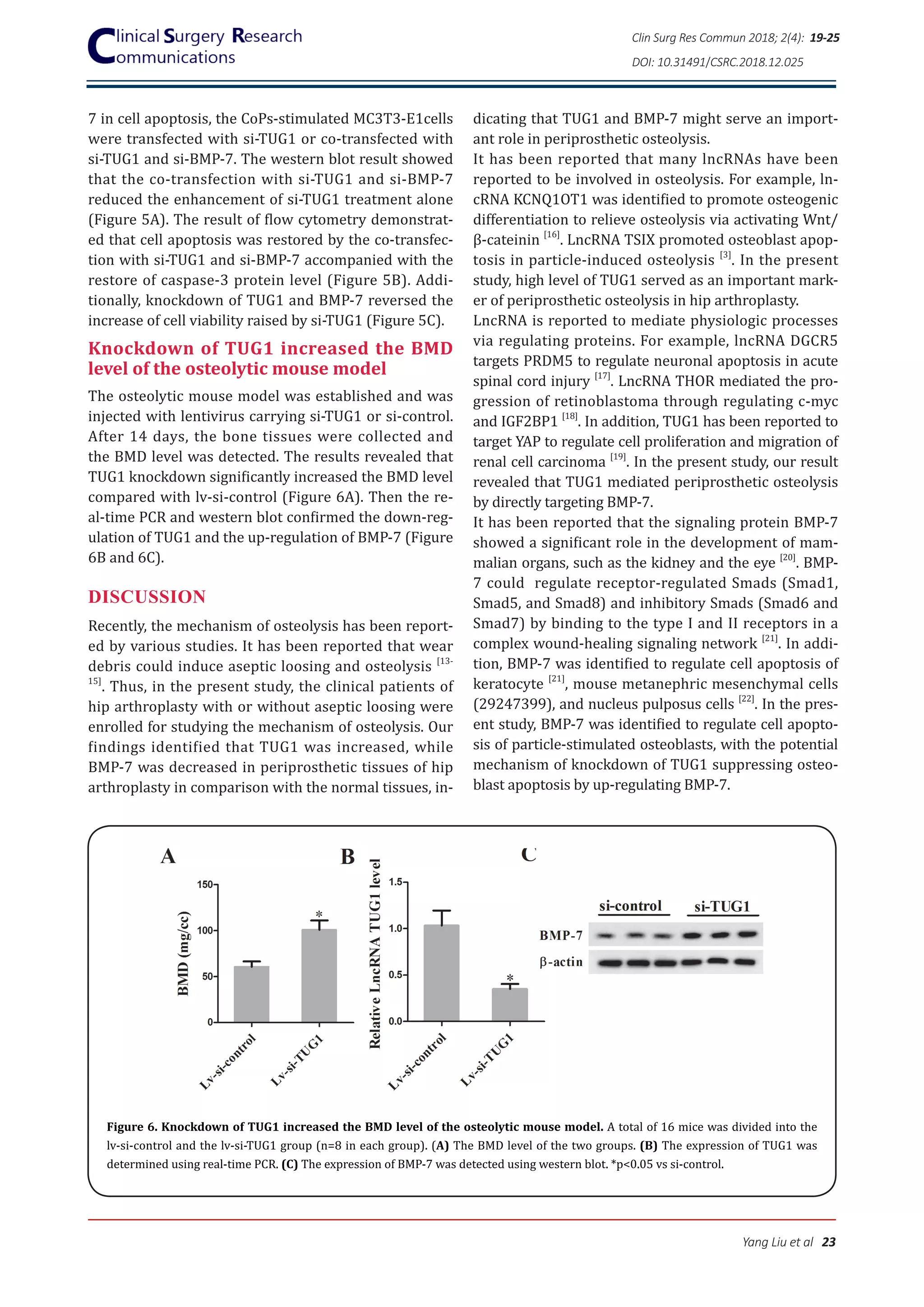Knockdown of long non coding rna tug1 suppresses osteoblast apoptosis in particle-induced ...