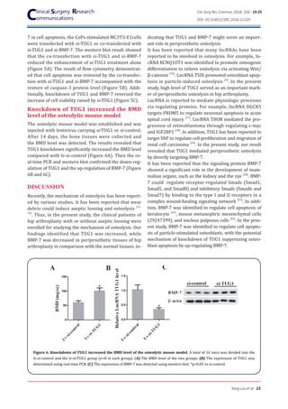 Knockdown of long non coding rna tug1 suppresses osteoblast apoptosis in particle-induced ...