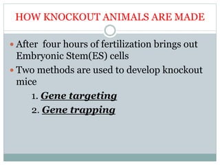 Knockout animals by lekhan | PPTX
