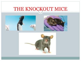 Knockout animals by lekhan | PPTX