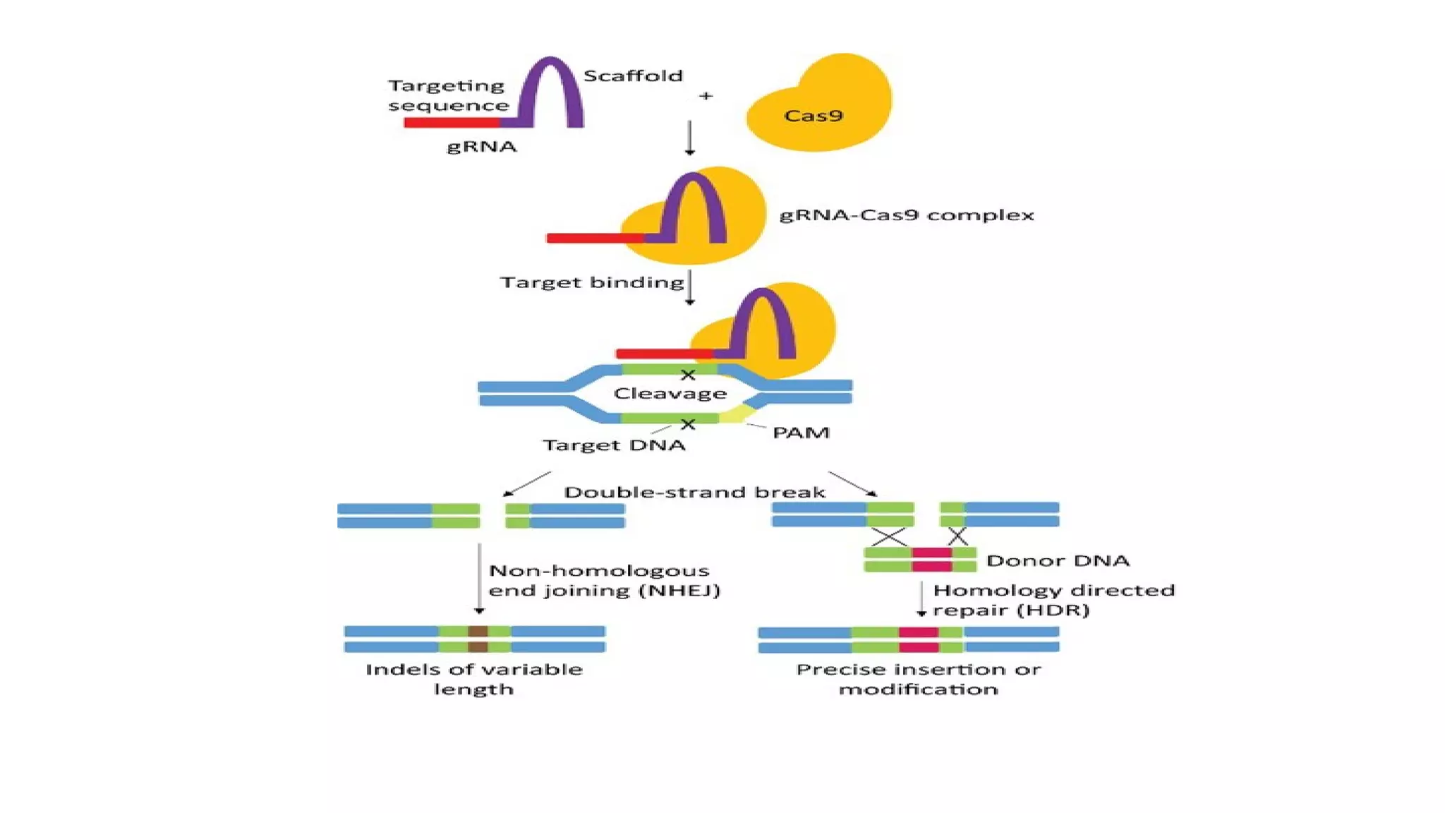 crispr cas9 knockout | PPT