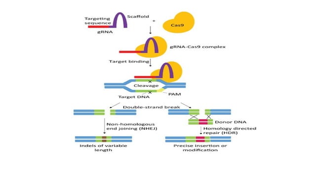 crispr cas9 knockout | PPT
