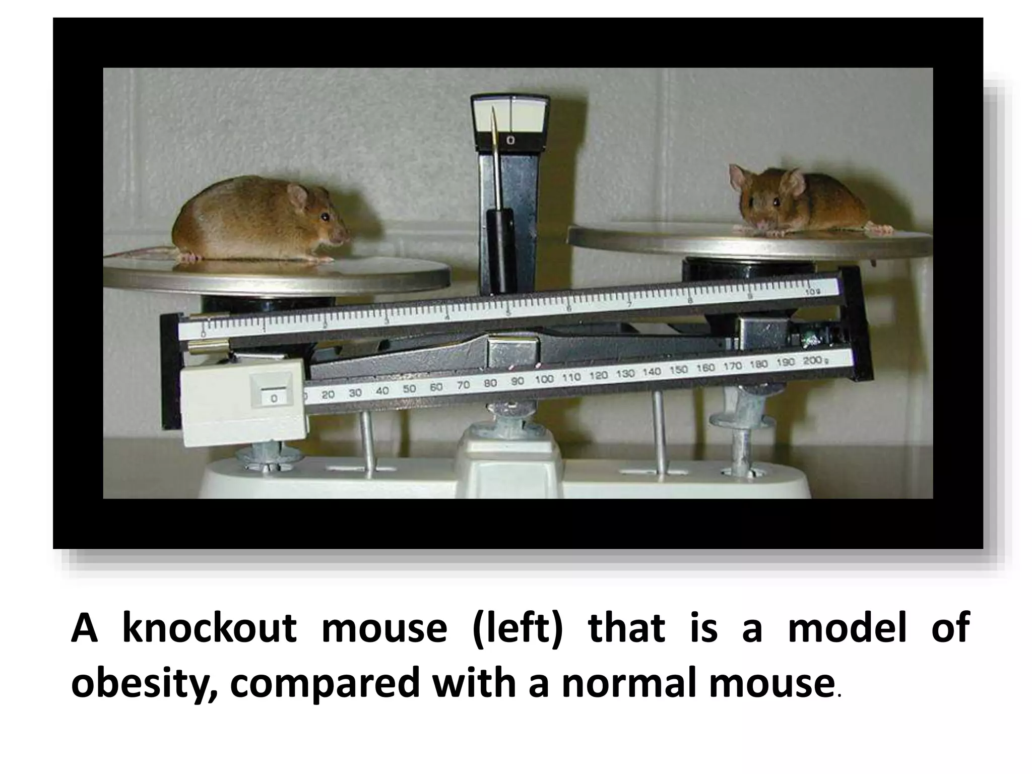 Knockout mice | PPTX