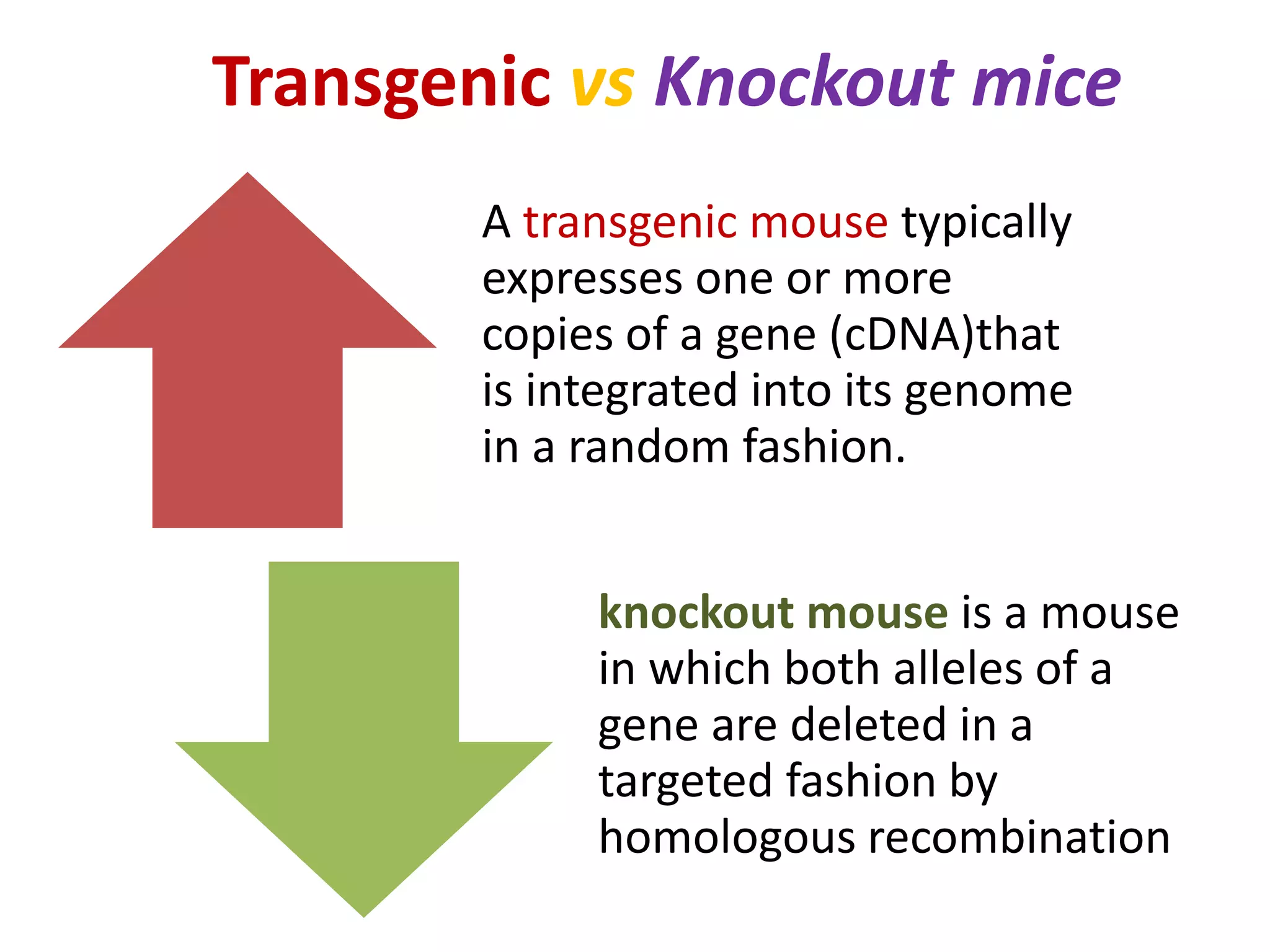 Knockout mice | PPTX