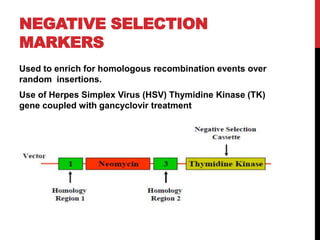 Knock out mice | PPTX