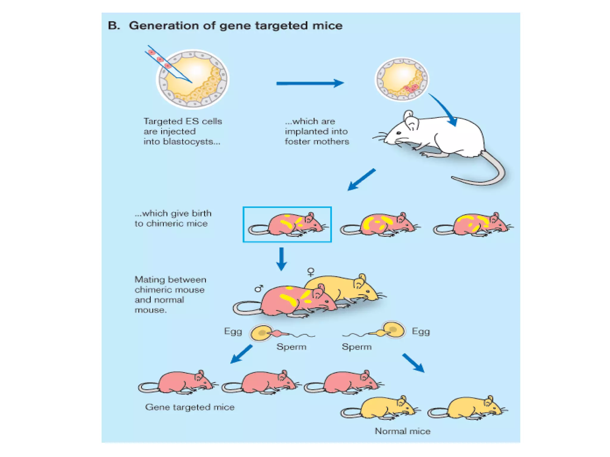 Knock out mice | PDF