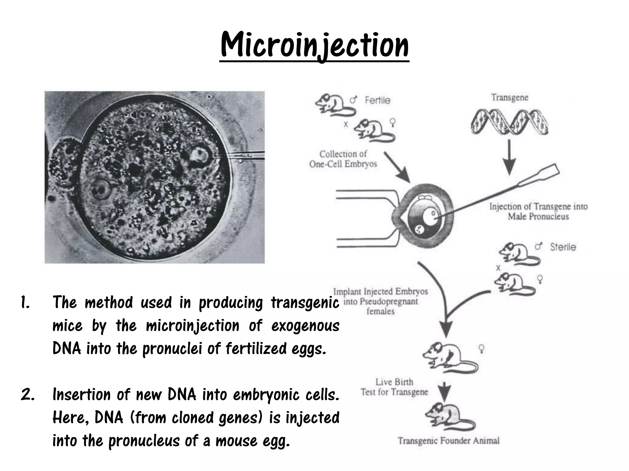 Knock out mice | PDF