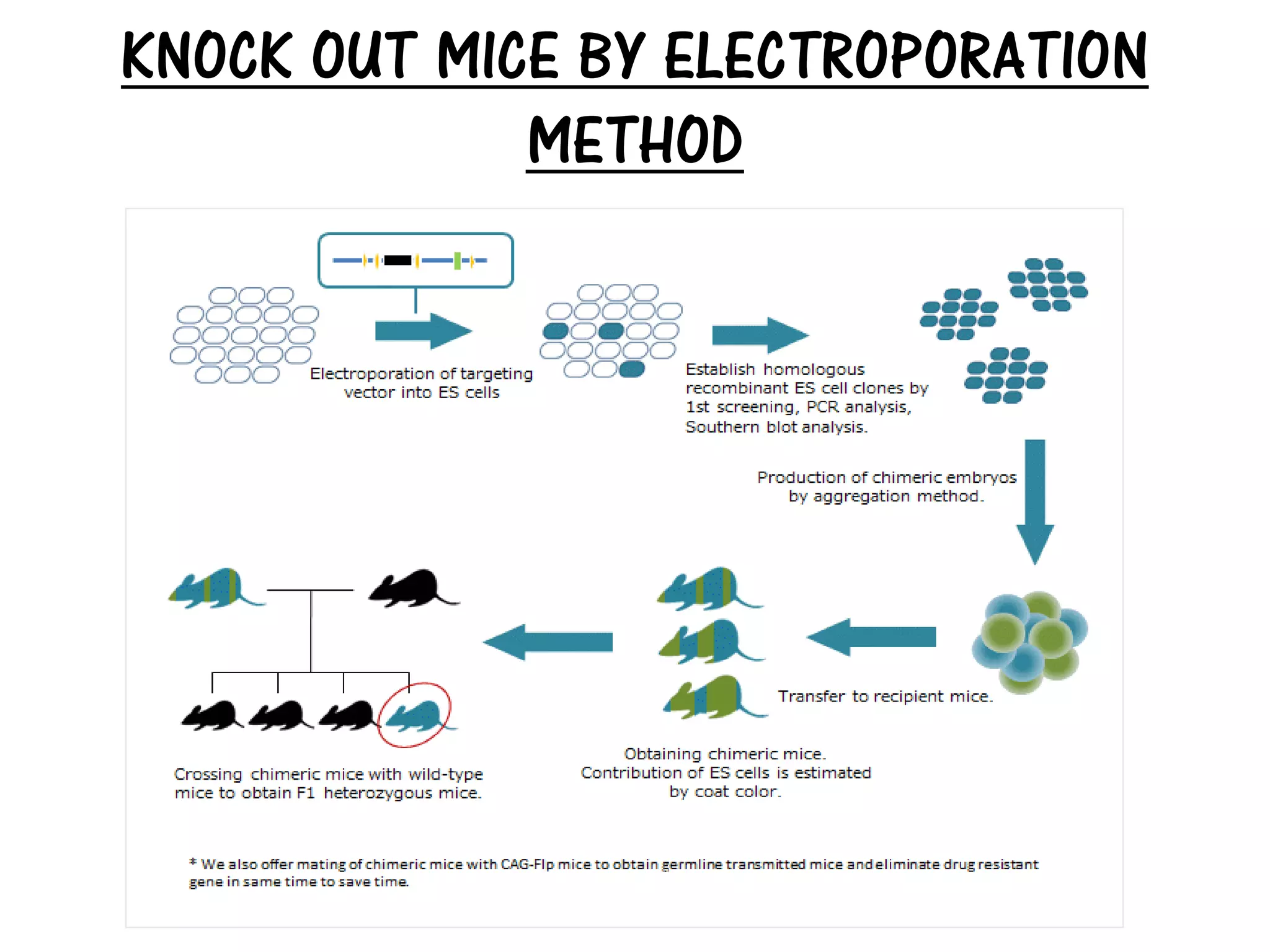 Knock out mice | PDF