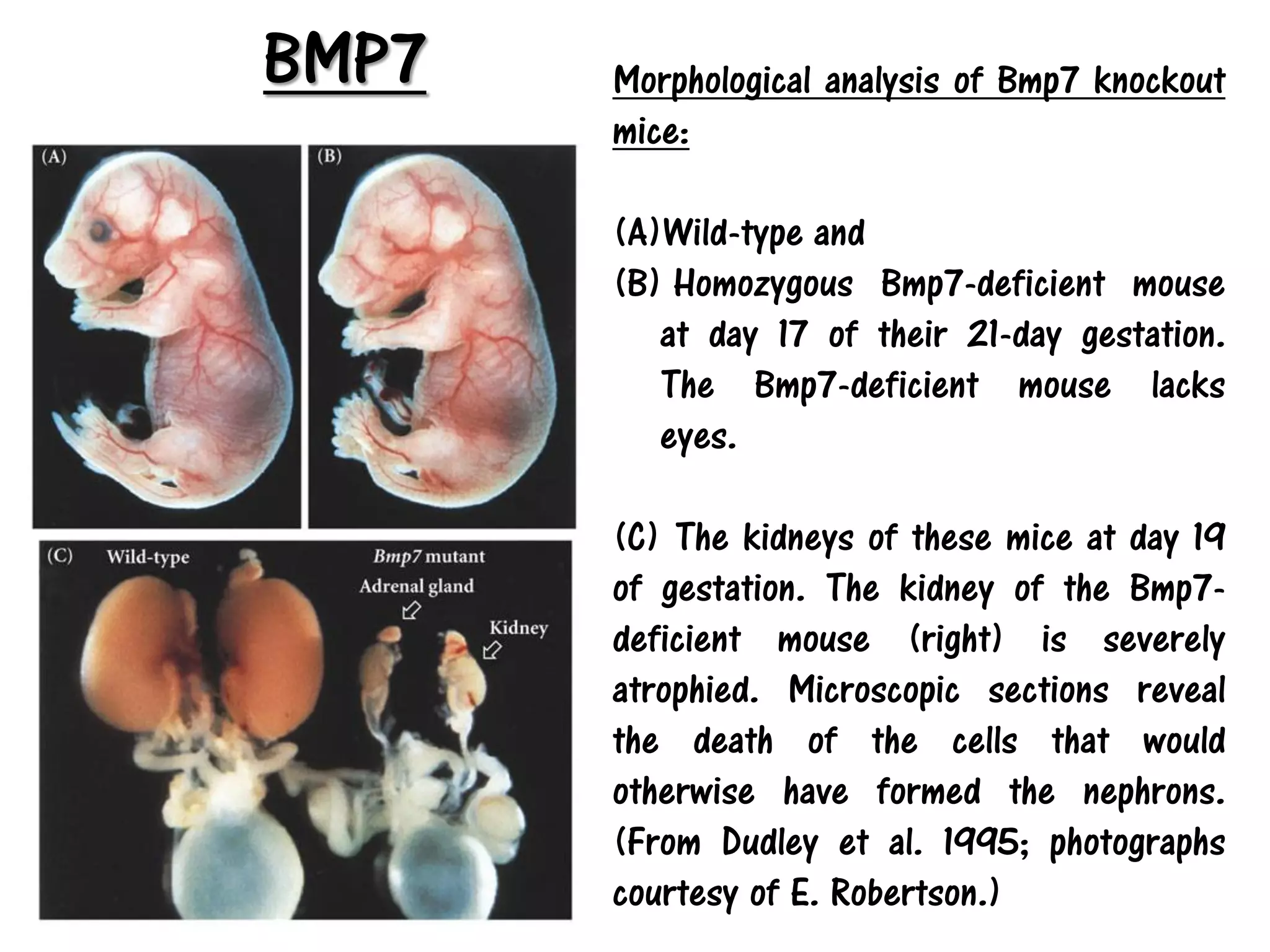 Knock out mice | PDF
