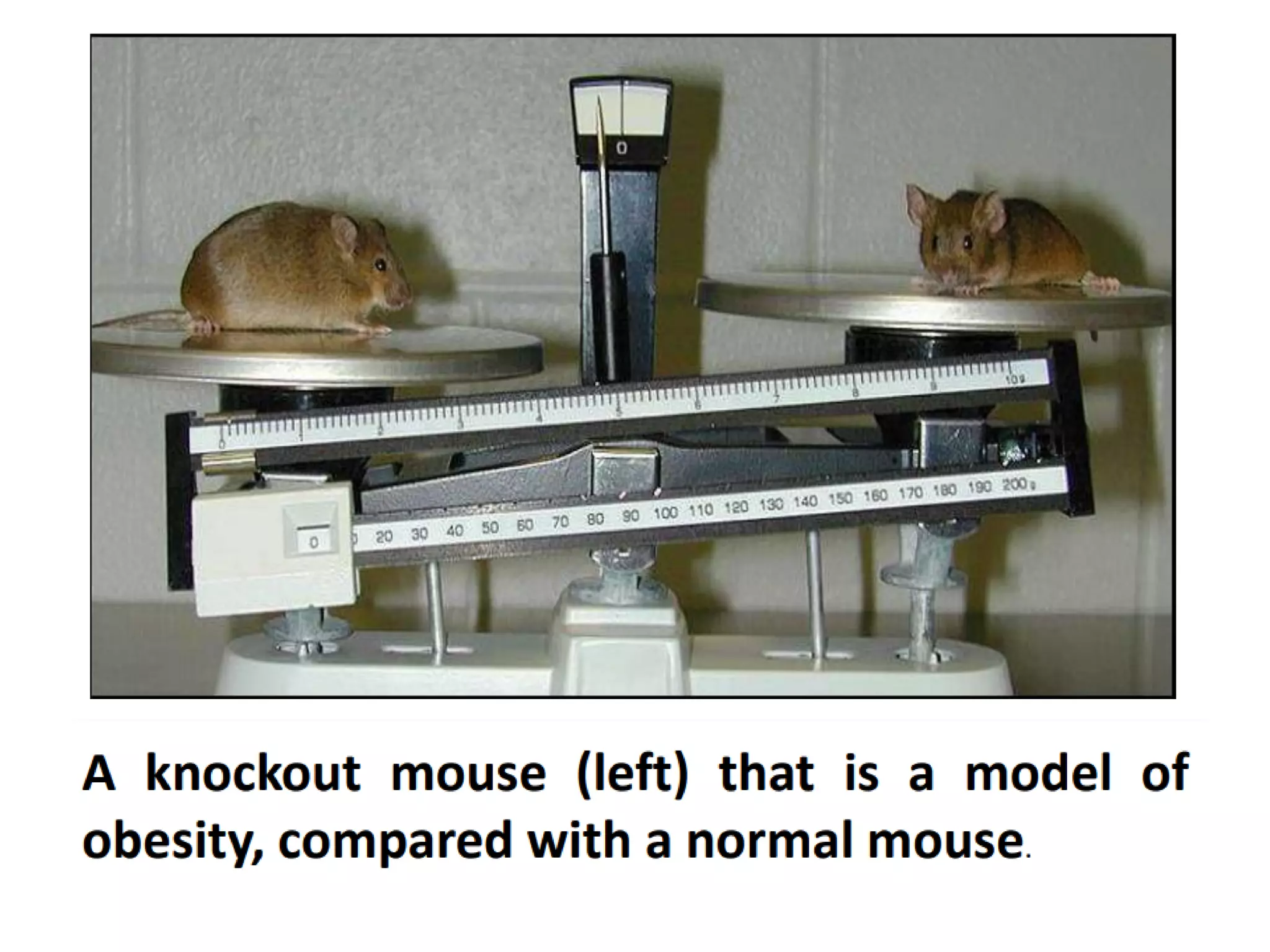 Knock out mice | PDF