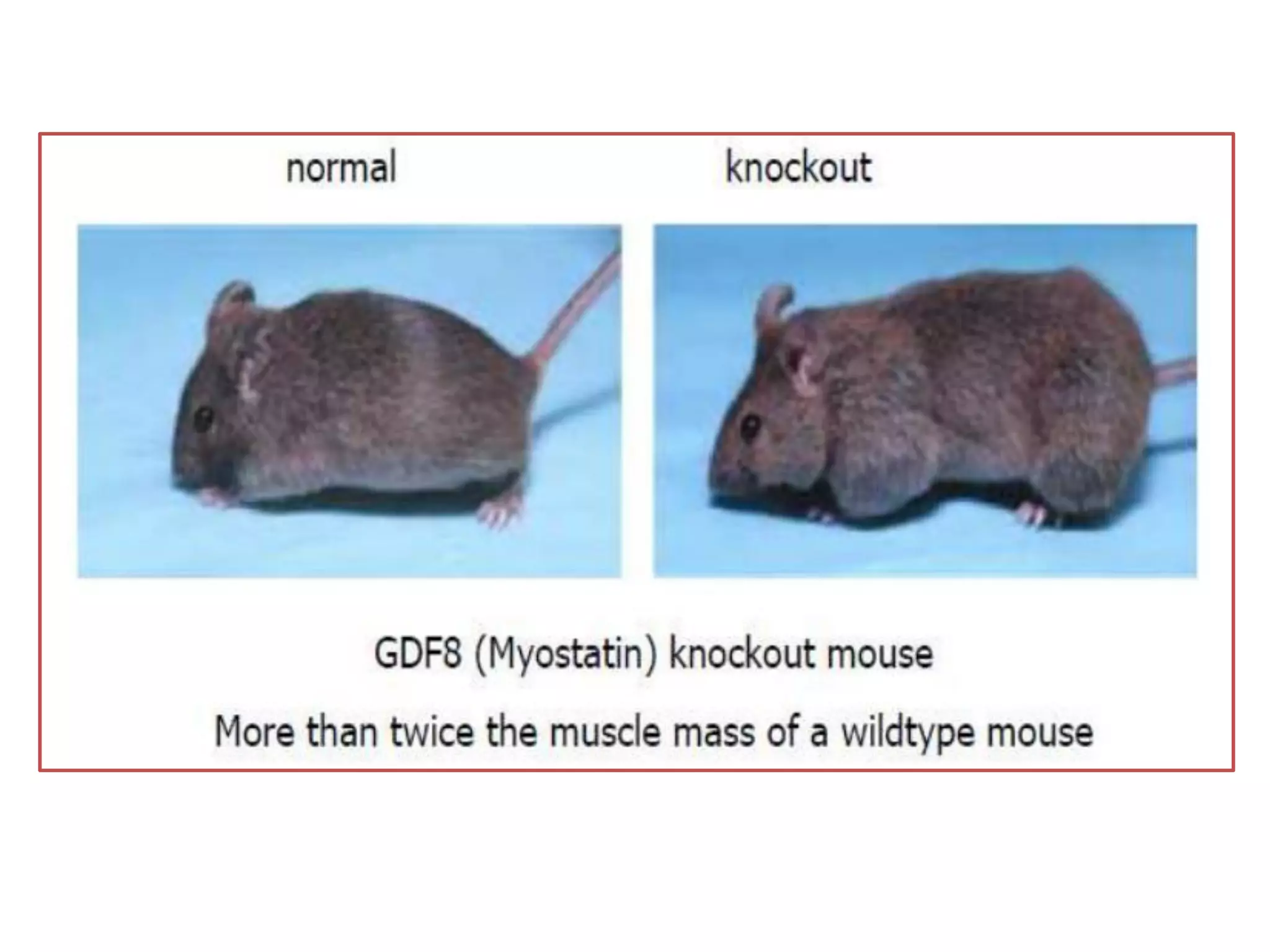 Knock out mice | PDF