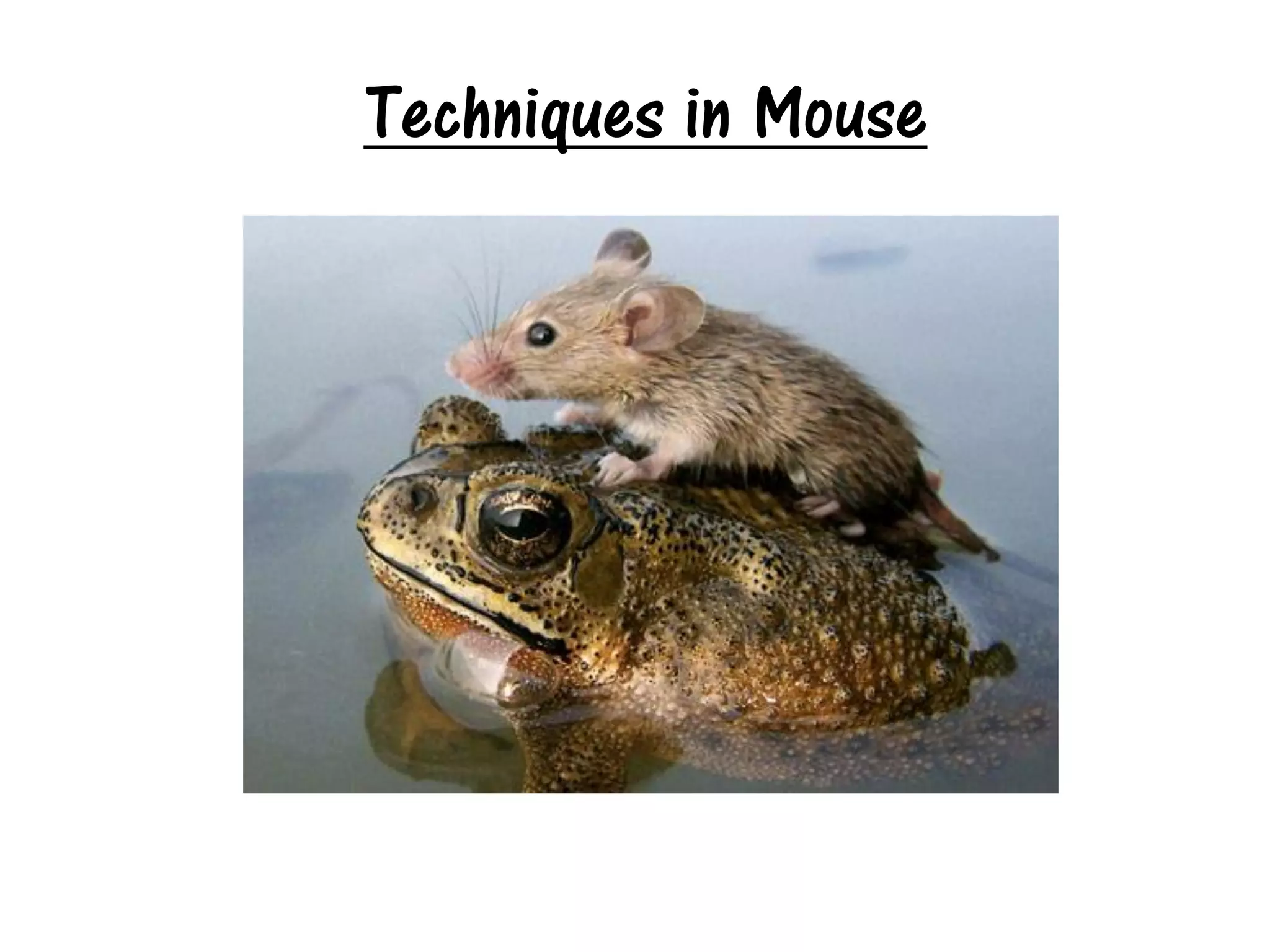 Knock out mice | PDF