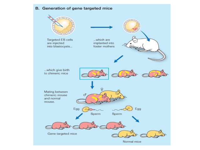 Knock out mice | PDF