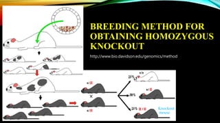 Knock out mice production and its applications | PPTX