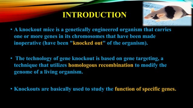 Knock out mice production and its applications | PPTX | Genetics | Science