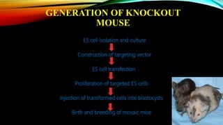 Knock out mice production and its applications | PPTX