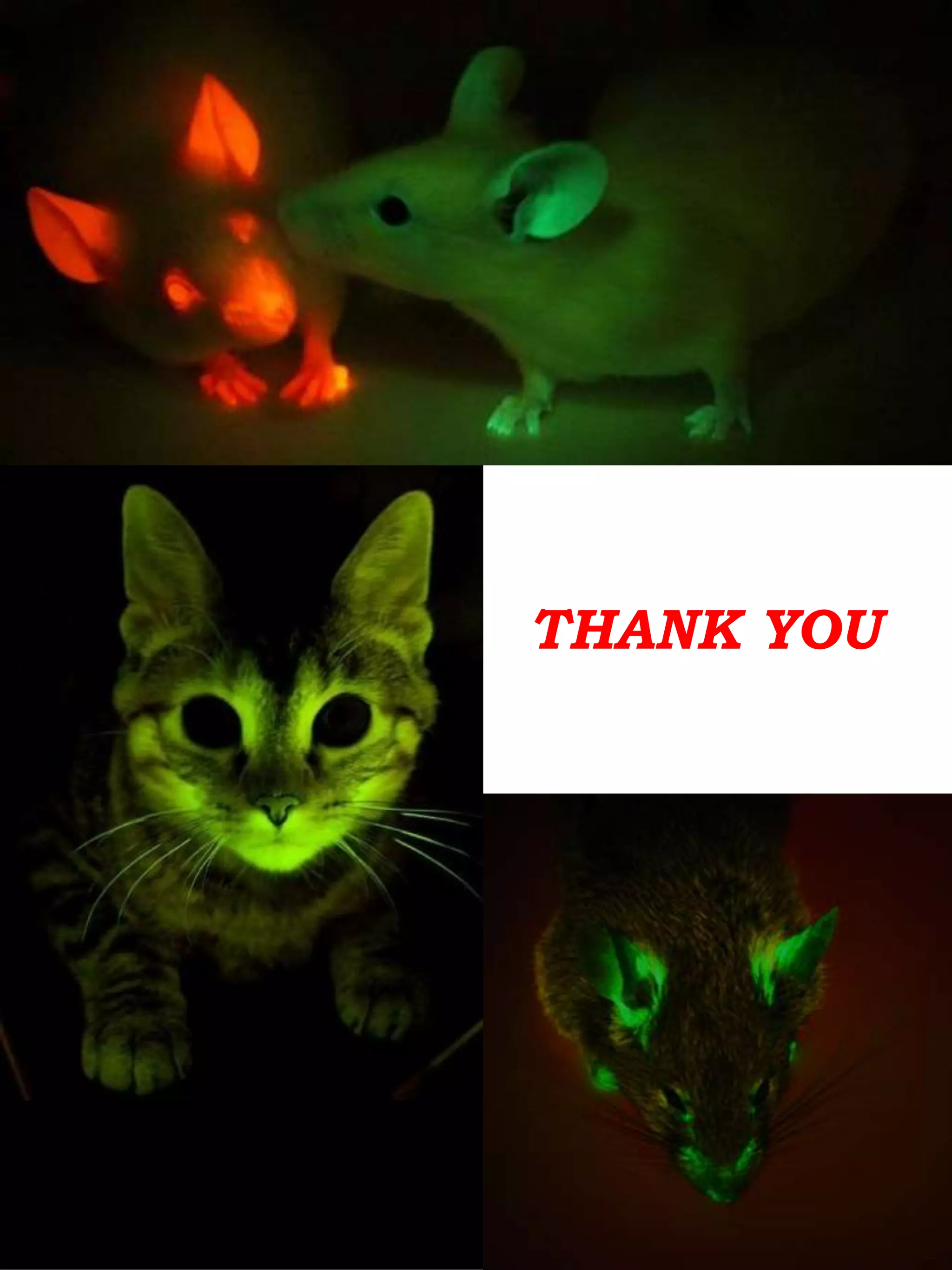 Transgenic Animal (KNOCKOUT MOUSE) production and Application | PPTX