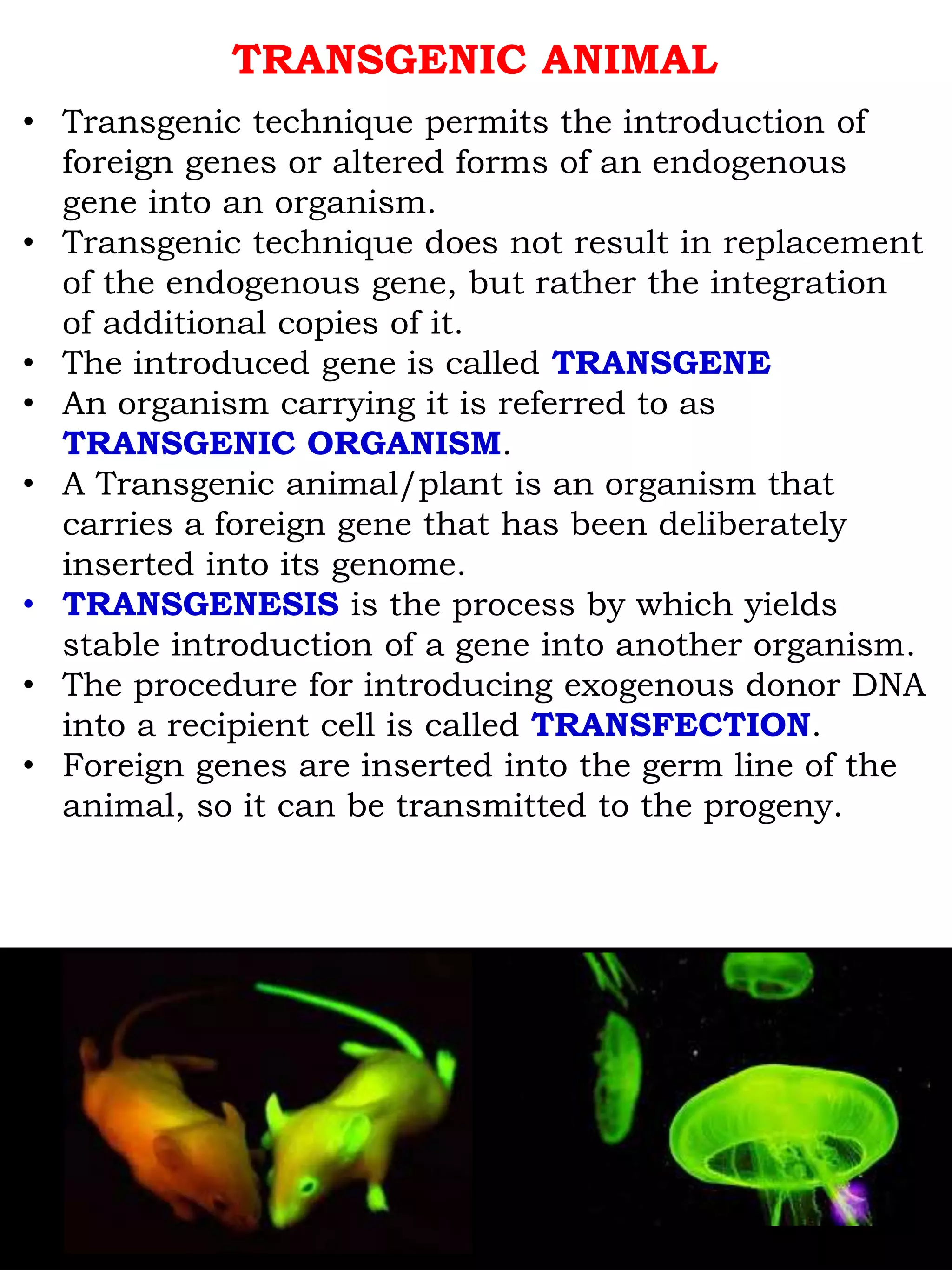 Transgenic Animal (KNOCKOUT MOUSE) production and Application | PPTX