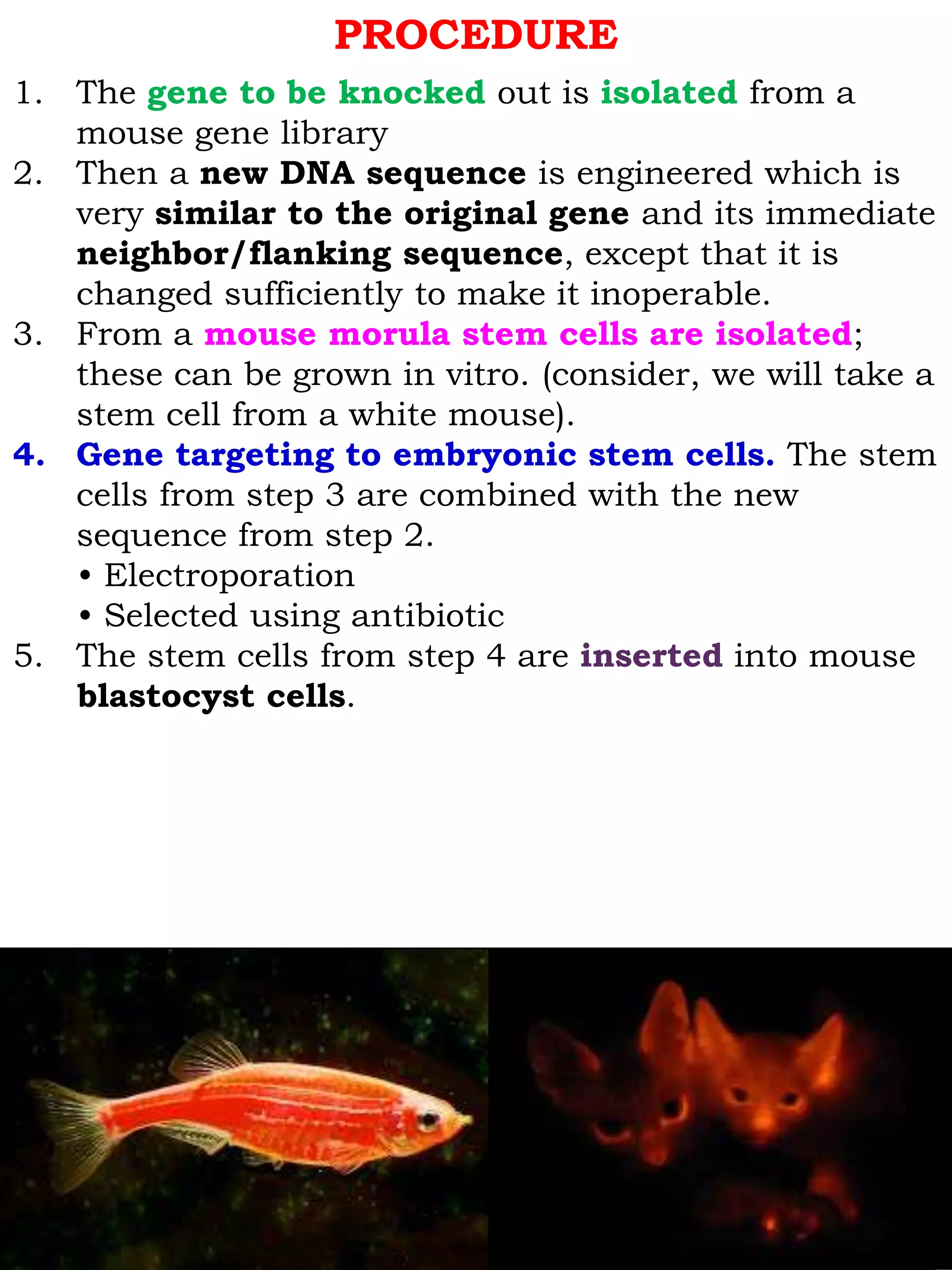 Transgenic Animal (KNOCKOUT MOUSE) production and Application | PPTX