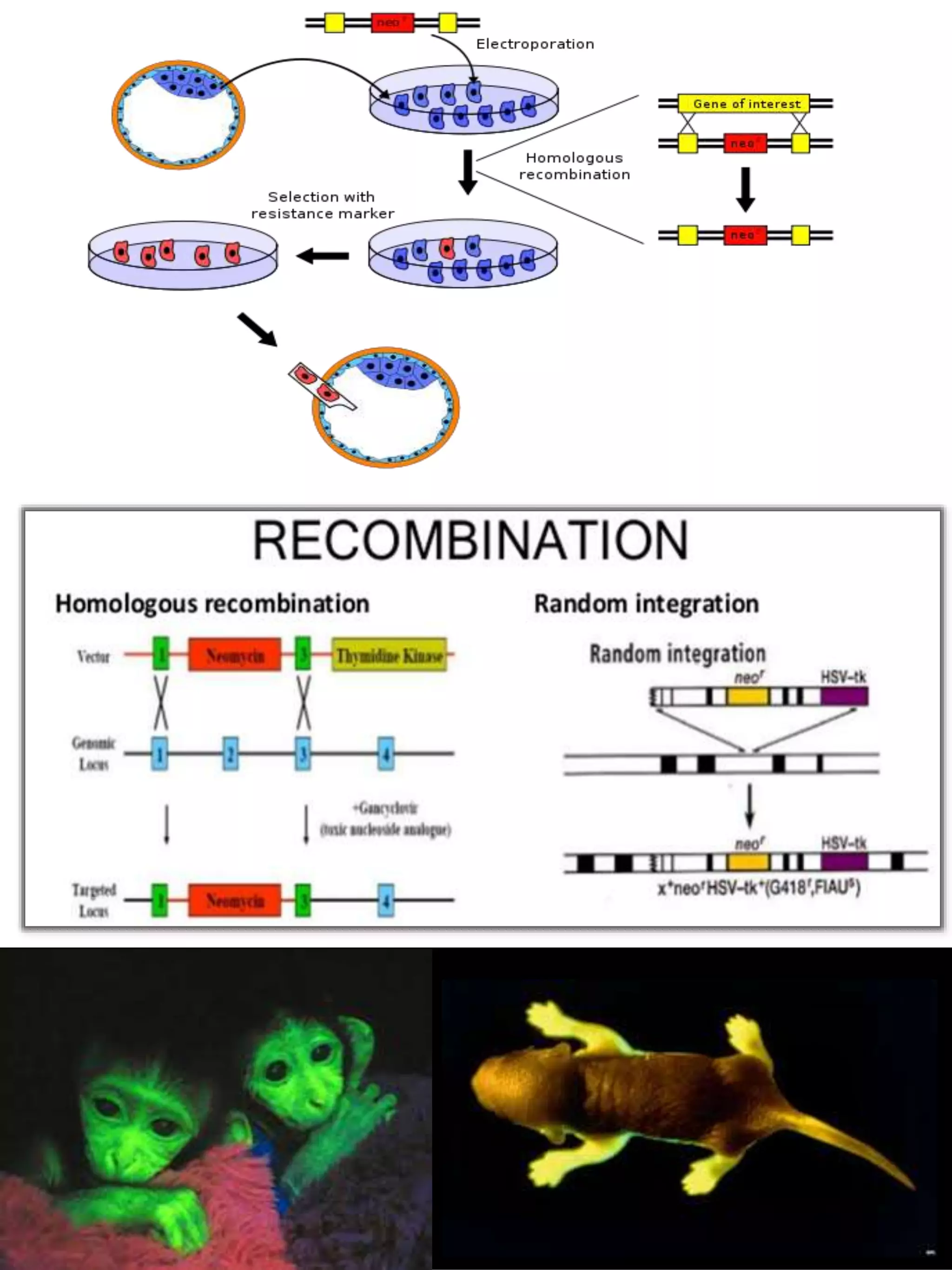 Transgenic Animal (KNOCKOUT MOUSE) production and Application | PPTX