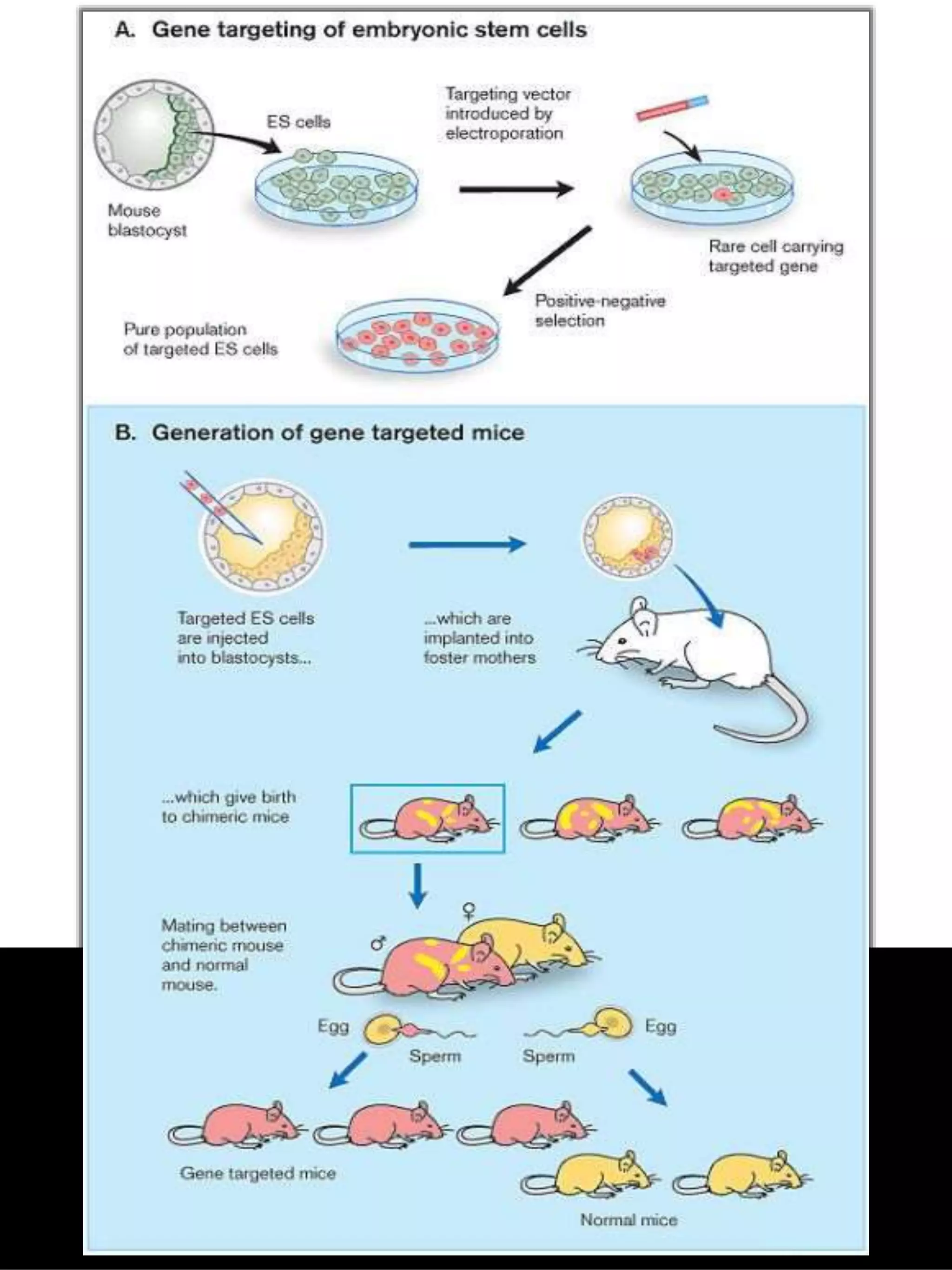 Transgenic Animal (KNOCKOUT MOUSE) production and Application | PPTX