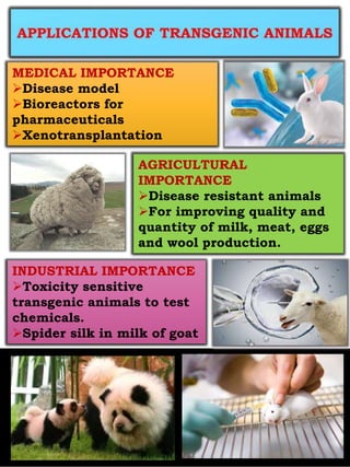 Transgenic Animal (KNOCKOUT MOUSE) production and Application | PPTX