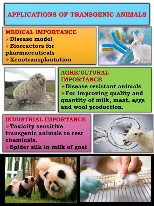 Transgenic Animal (KNOCKOUT MOUSE) production and Application | PPTX
