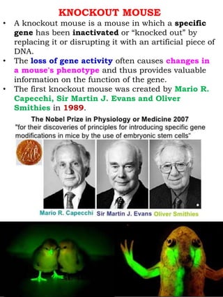 Transgenic Animal (KNOCKOUT MOUSE) production and Application | PPTX