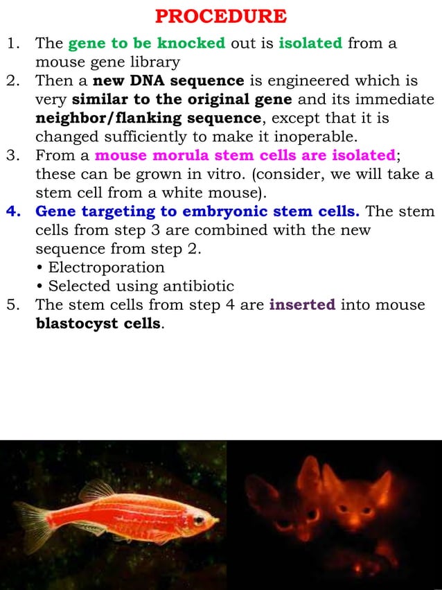 Transgenic Animal (KNOCKOUT MOUSE) production and Application | PPTX