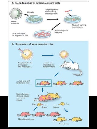Transgenic Animal (KNOCKOUT MOUSE) production and Application | PPTX