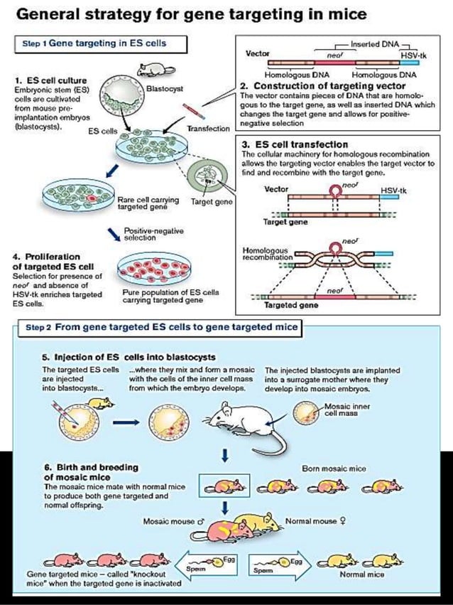 Transgenic Animal (KNOCKOUT MOUSE) production and Application | PPTX
