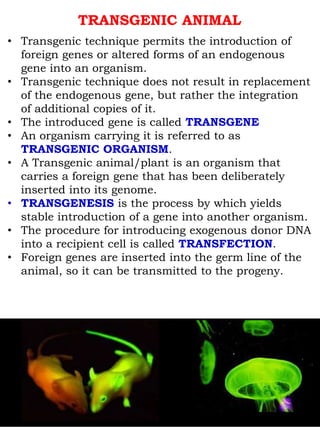 Transgenic Animals Mice
