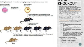 Knockout mouse for allergy | PPTX