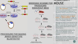 Knockout mouse for allergy | PPTX
