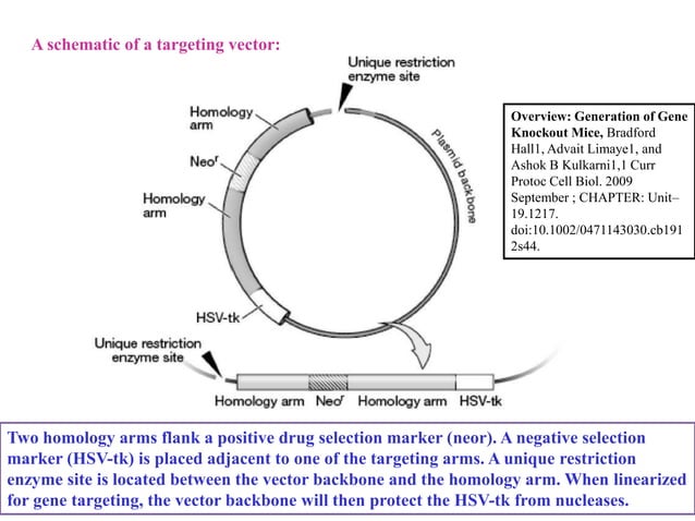 Knock out technology (final) | PPTX | Biological Sciences | Science
