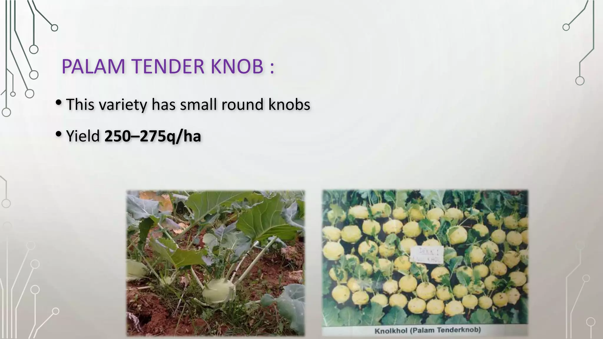 Knol khol by harmanjeet | PPTX