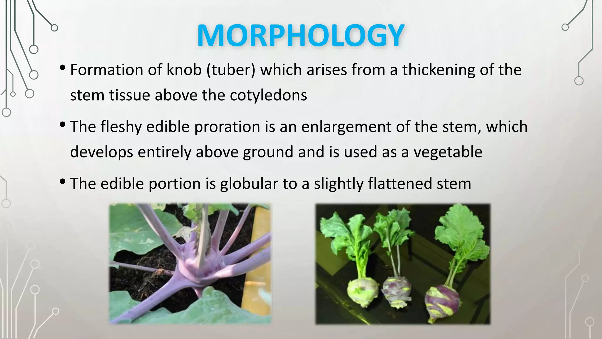 Knol khol by harmanjeet | PPTX