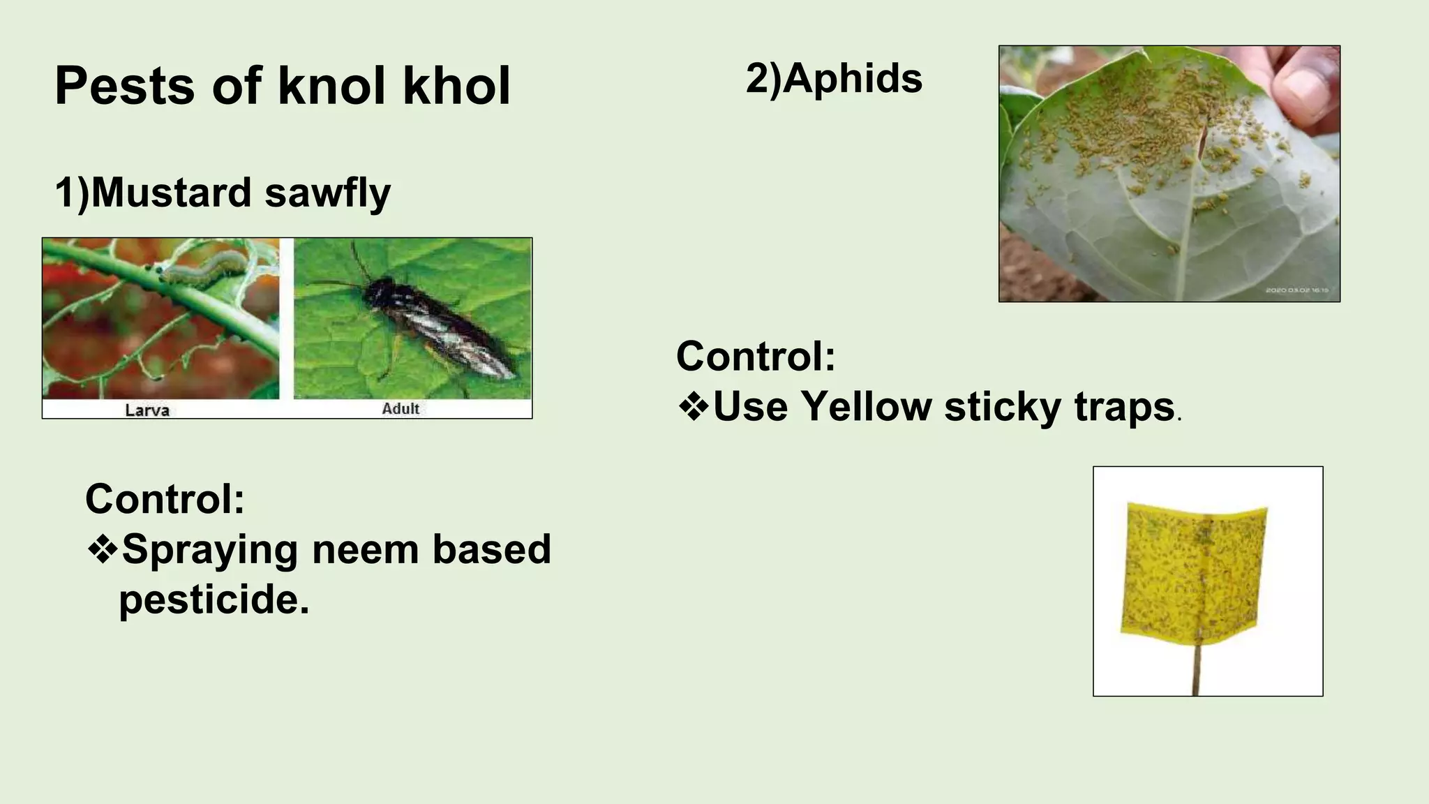 knol khol cultivation.pptx