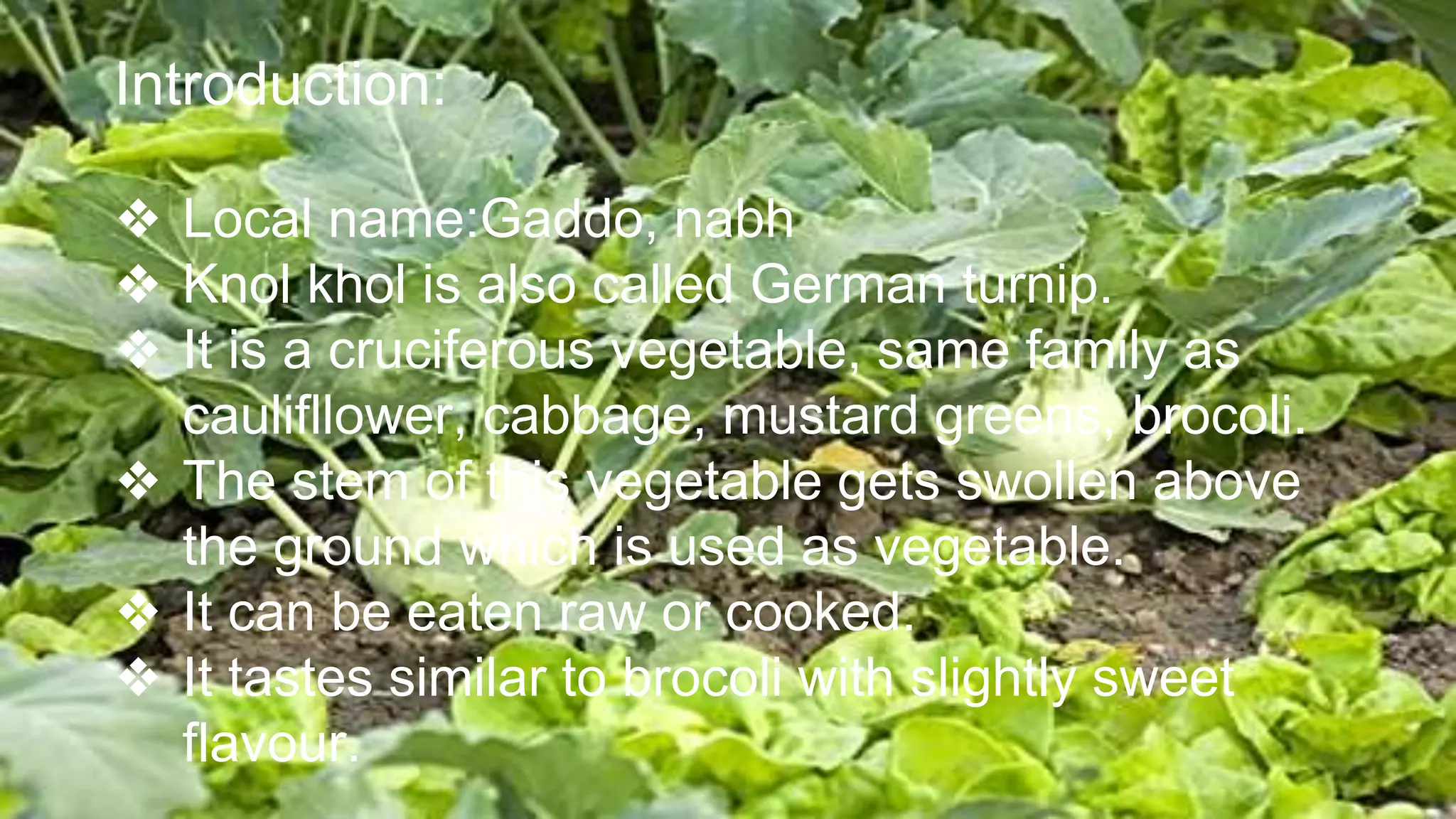 knol khol cultivation.pptx