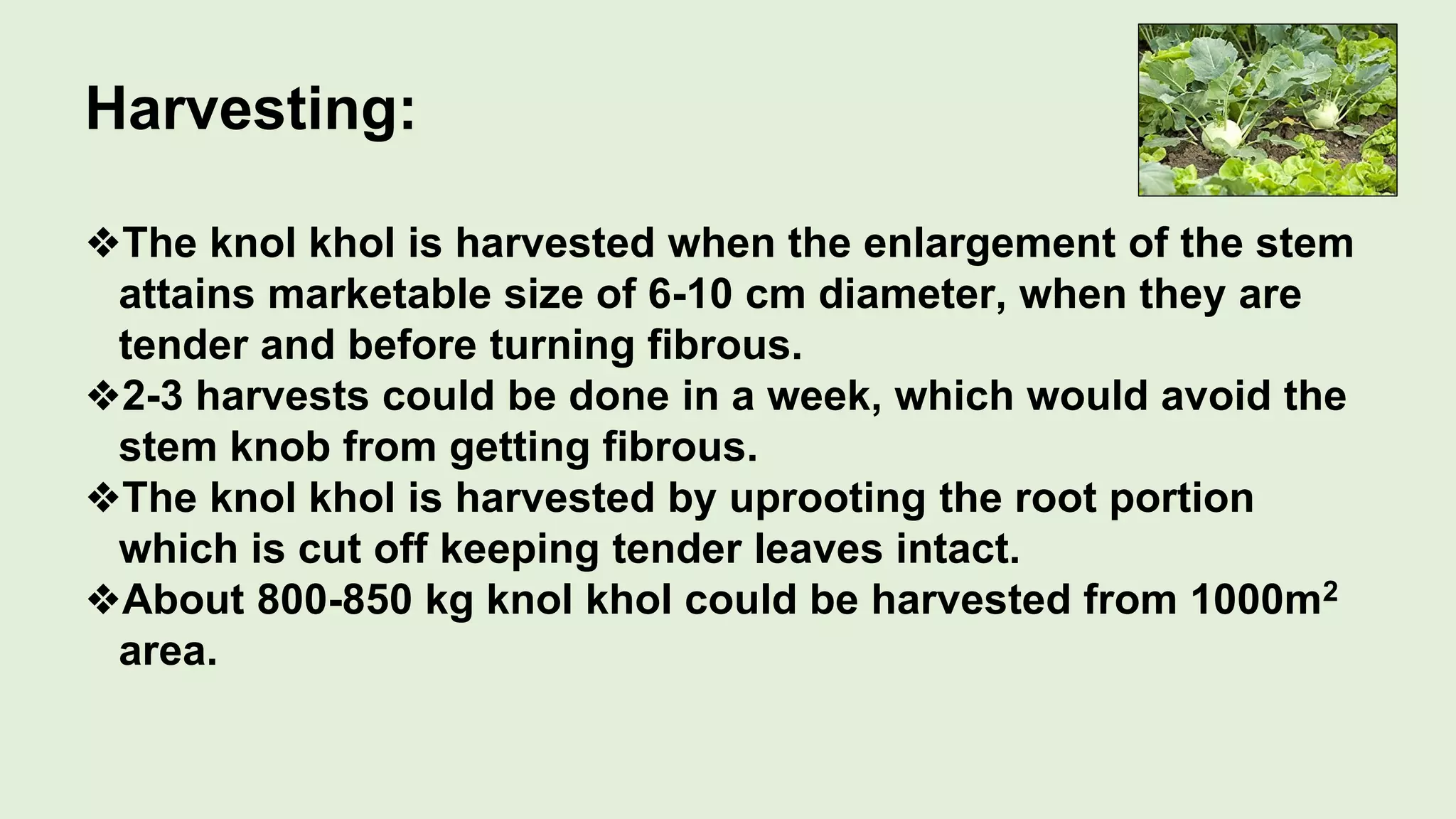 knol khol cultivation.pptx