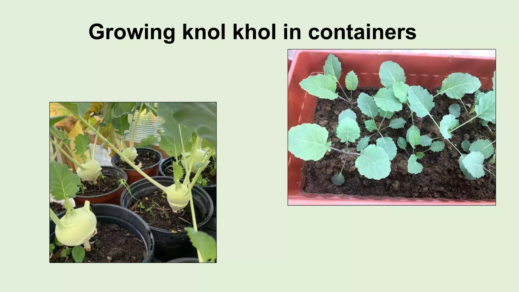 knol khol cultivation.pptx